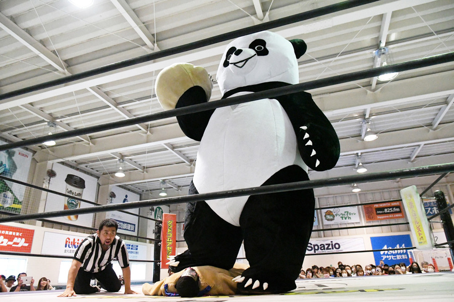 DDT: Lucha de mascotas, gana André the Giant Panda | Superluchas